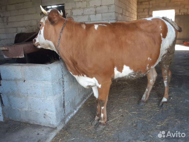 Телка стельная