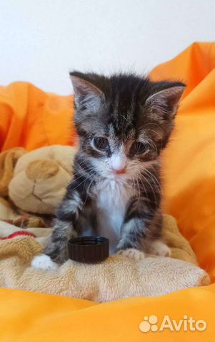 Цезарь хочет домой