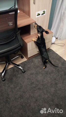 Продам маленькую собачку