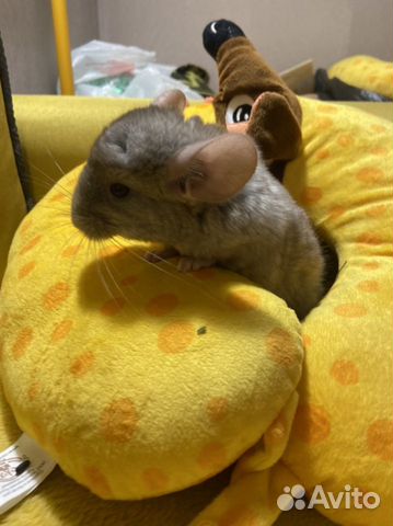 Бронь маленьких пушистиков-шиншилят