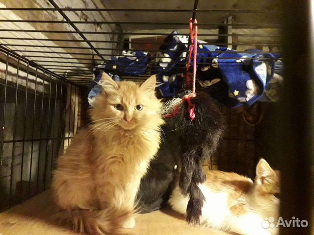 Котенок мальчик 4мес Персик лесной норвежский