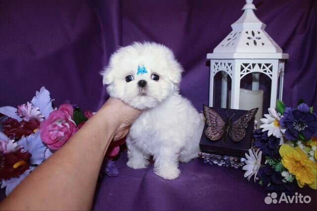 Кукольный, крошечный мальчик мальтезе 2 мес