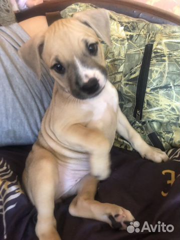 Стаффордширский терьер