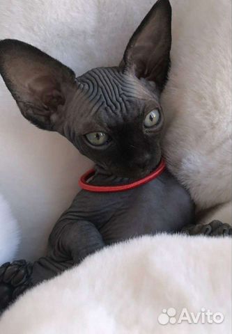 Канадский сфинкс