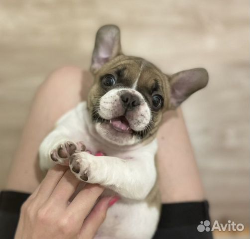Крош, щенок французского бульдога