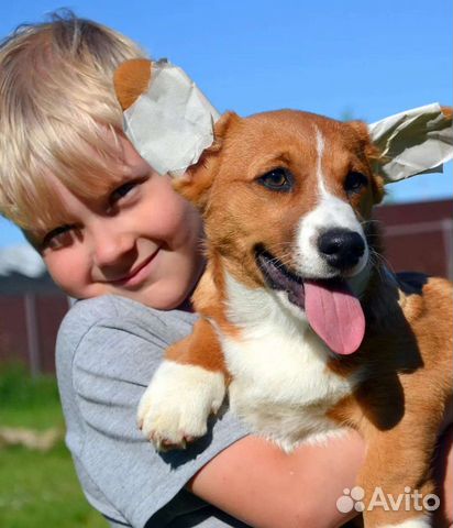 Вельш корги Кардиганы