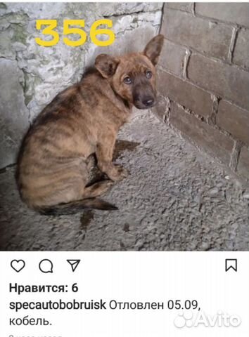 Мальчик Тигруша попал в отлов, спасите