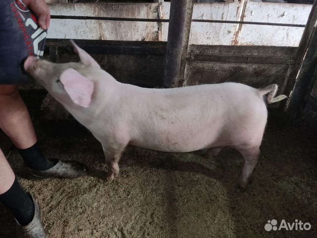 Поросёнок - Хрячок см1