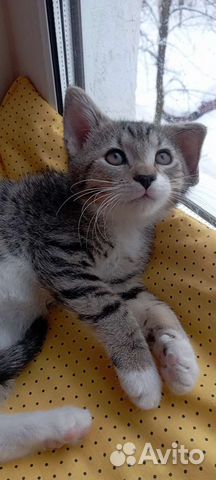 Котенок Жан в добрые руки