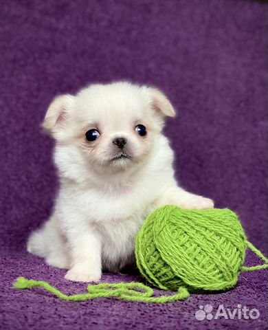 Чихуахуа малютки
