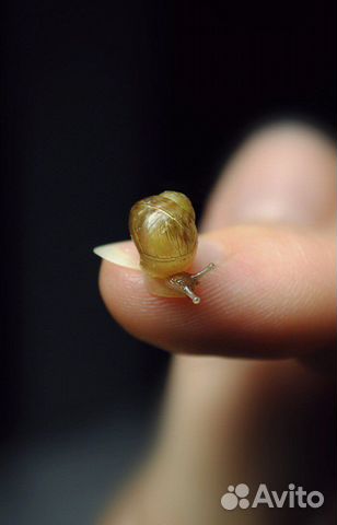 Улитки ахатины