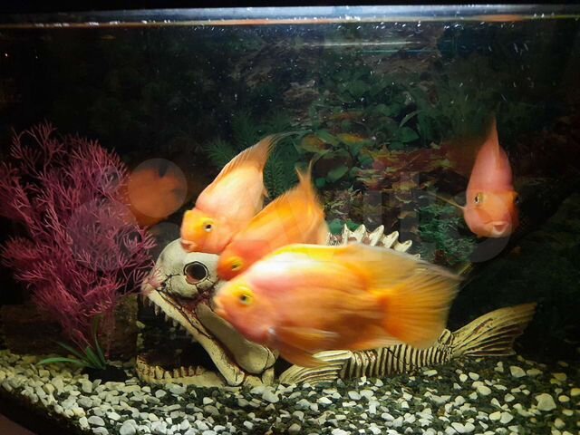 Продам рыбок попугаев