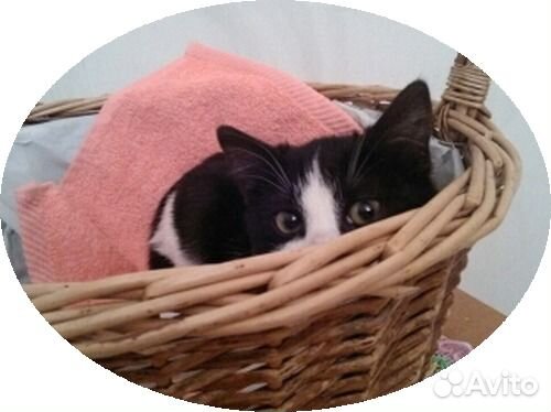 Чудесная девочка Шура в поиске дома