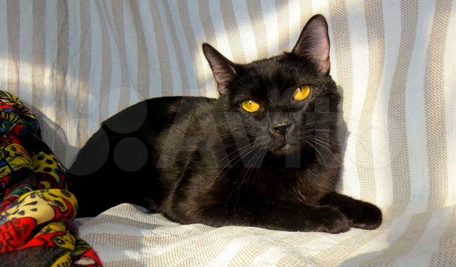 Котик Клементий