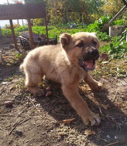 Кавказская овчарка