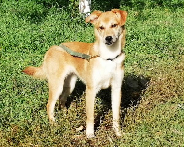 Чина - миниатюрная собачка