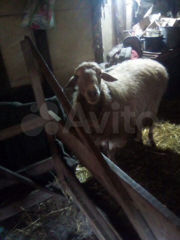 Эдельбаевский баран