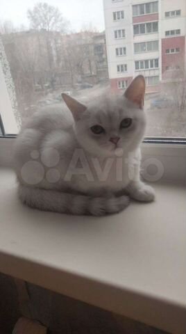 Британочки серебристые шиншиллы