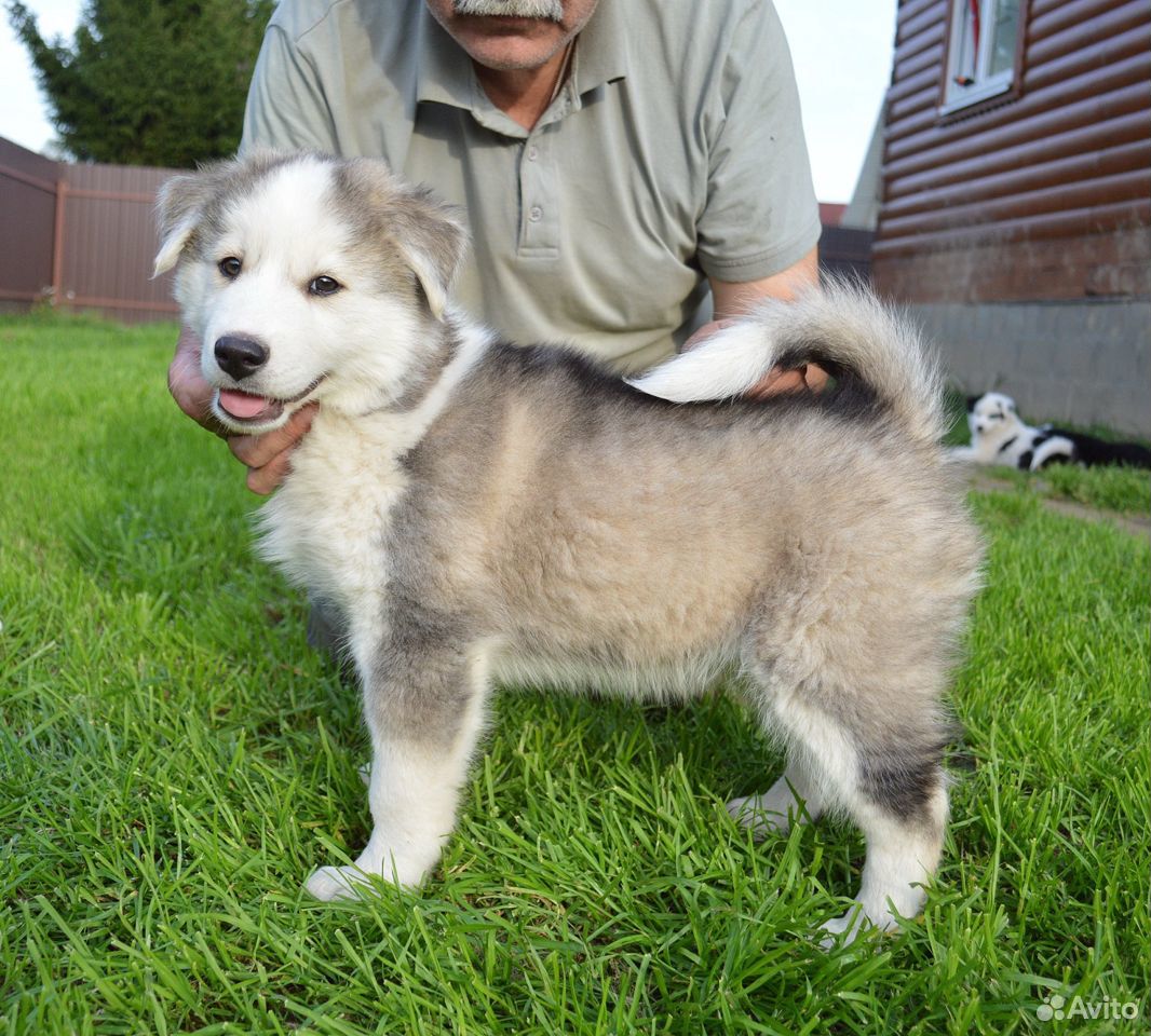 Мальчик якутской лайки