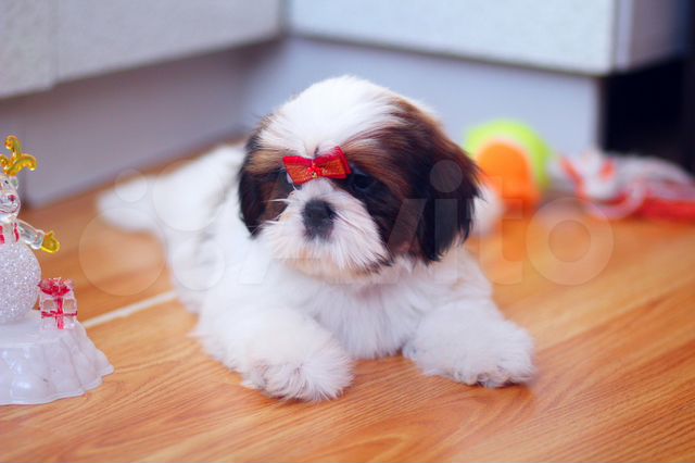 Яркий красавец с перпективой