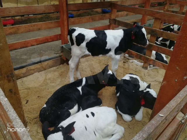 Тёлочки и бычки