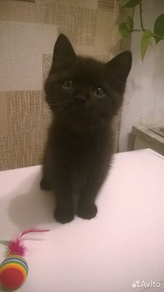 Метис британской котенок