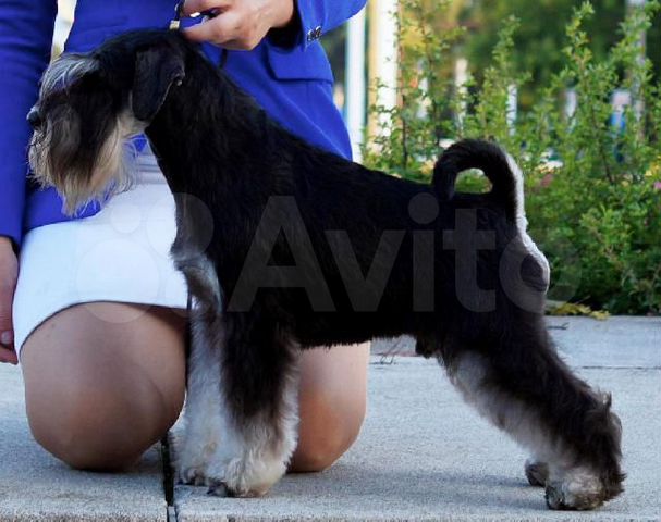 Черный с серебром щенки цвергшнауцера от Чемп мира