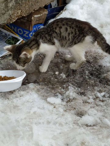 Бело-серый котенок, прим. 4мес