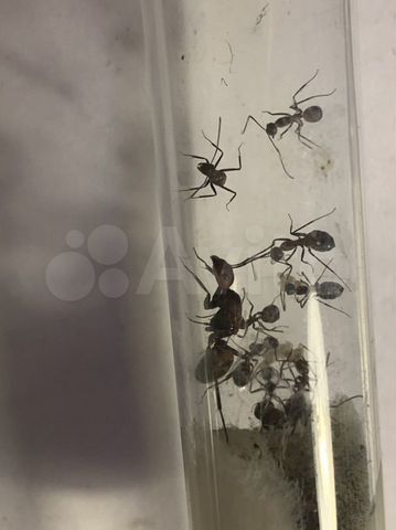 Camponotus nicobarensis молодая колония