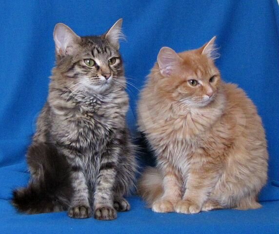 Домашние пушистые котята