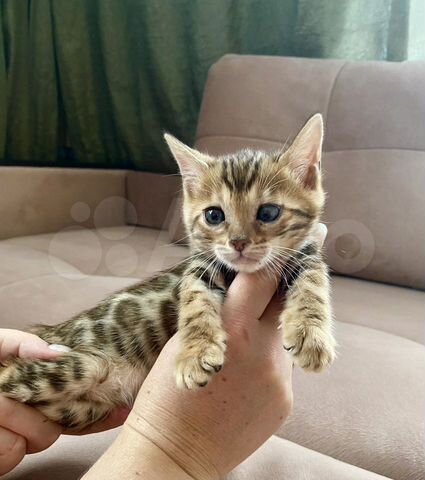 Бенгальские котята в любимцы и разведение