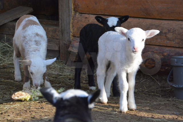 Ярки, Барашки