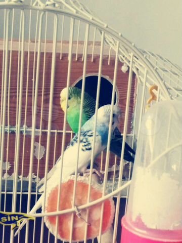 Волнистый попугай