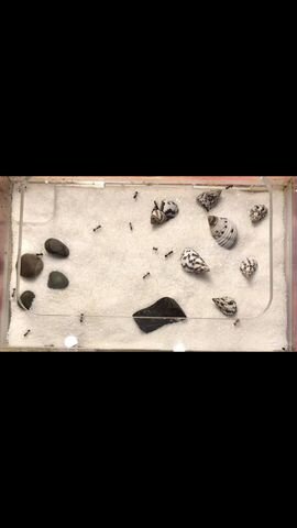 Муравьиная ферма