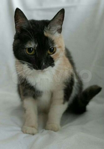 Милашка - очаровашка