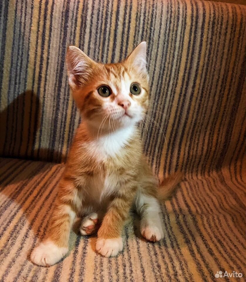 Супер-пупер котёнок