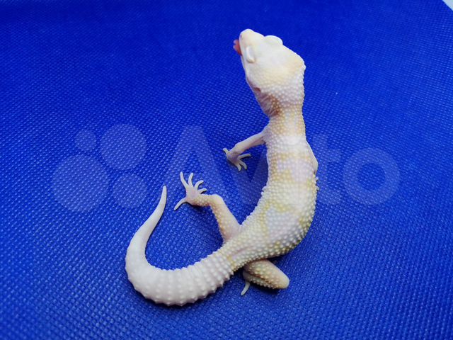 Эублефар Hypo Tangerine mcta Самка