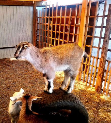 Козочки, козлик камолый