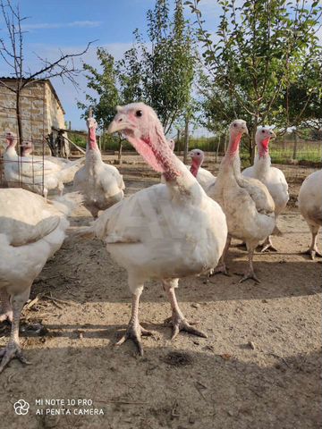 Индюшата биг 6. Инкубатор