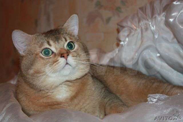 Вязка /вязка за котенка/есть котята