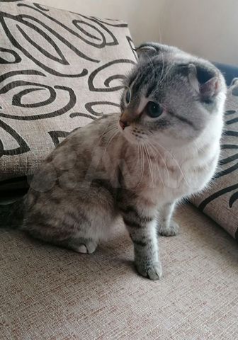 Британка вислоухая кошка бесплатно