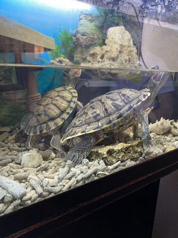 Красноухие черепахи с аквариумом