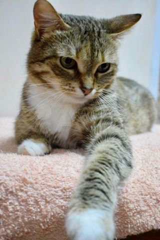 Кошечка Софи 1,5 года