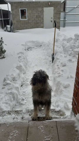 Миттельшнауцер