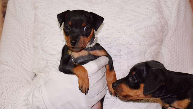 Щенок цвергпинчера (принцесса)