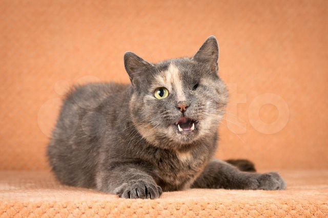 Кошка Сима в самую лучшую семью