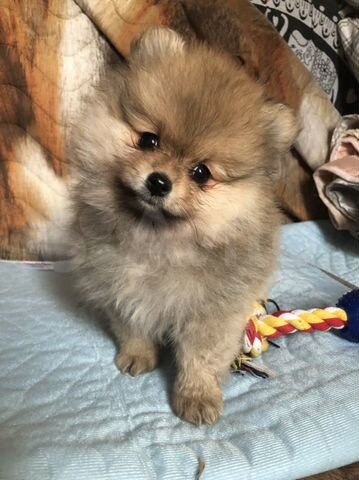 Шпиц Бармалей