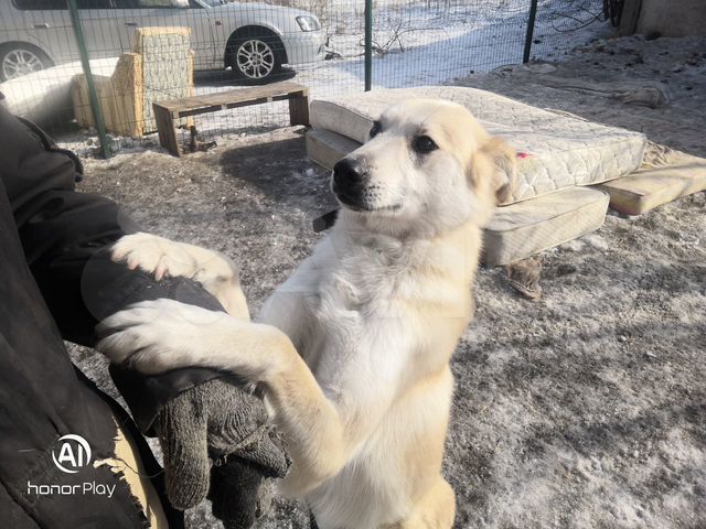 Ищем хозяев