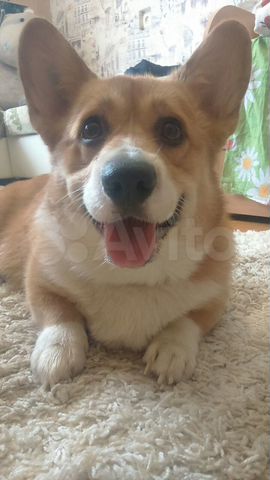 Вельш-корги пемброк для вязки