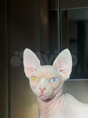 Кот на вязку Канадский сфинкс разноглазый